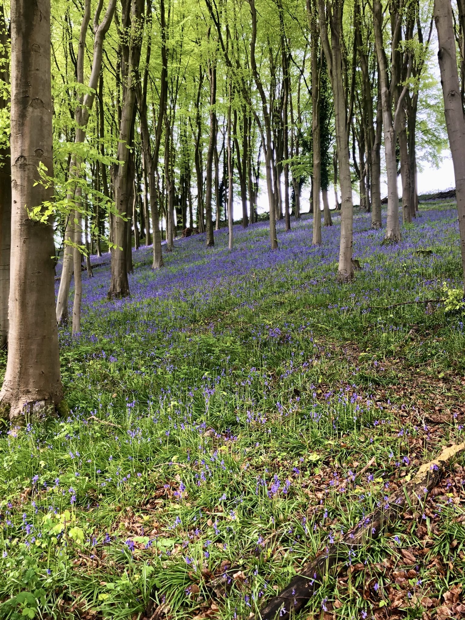 The Best Bluebell Walks in Somerset - Somerset Family Adventures