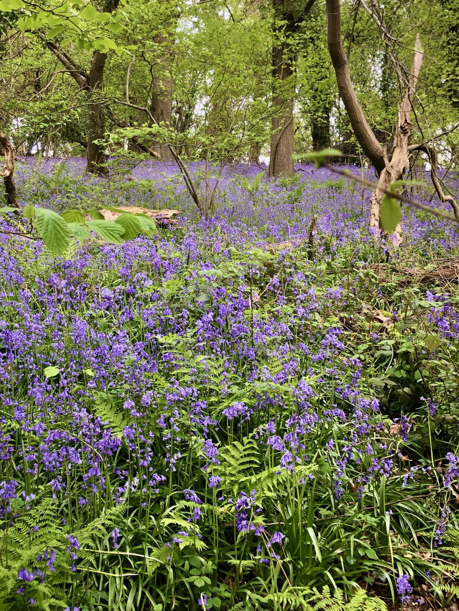 The Best Bluebell Walks in Somerset - Somerset Family Adventures