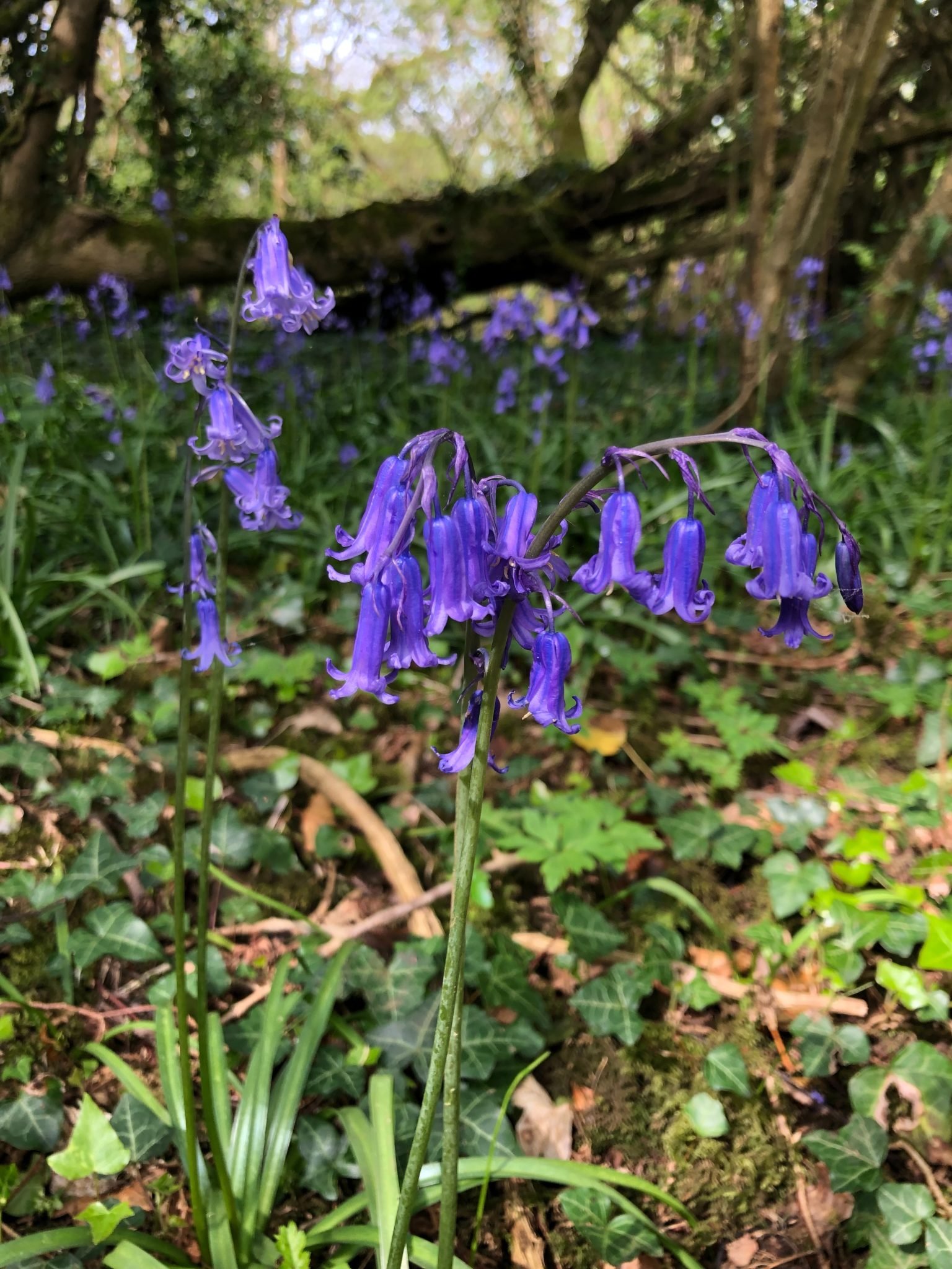 The Best Bluebell Walks in Somerset - Somerset Family Adventures