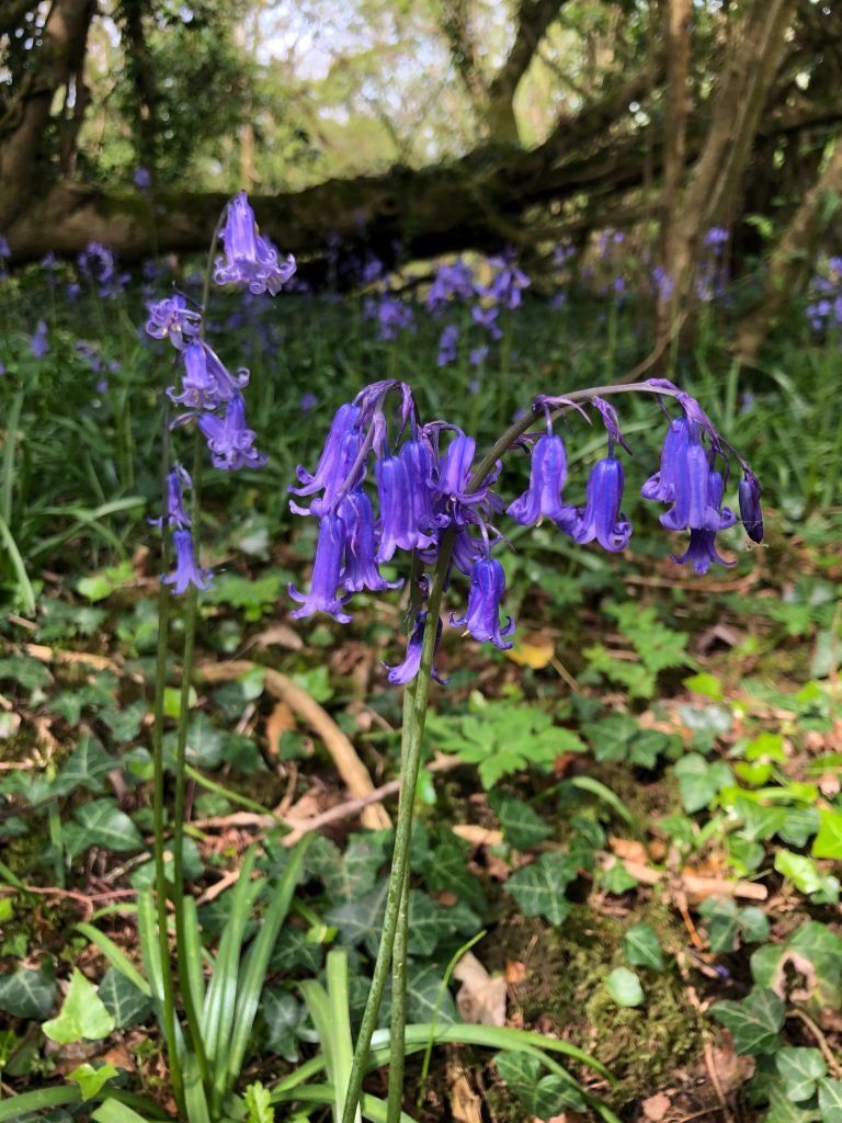 The Best Bluebell Walks in Somerset - Somerset Family Adventures
