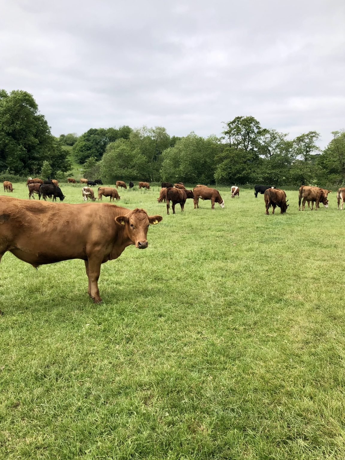 Pensford Viaduct Circular Walk - Somerset Family Adventures