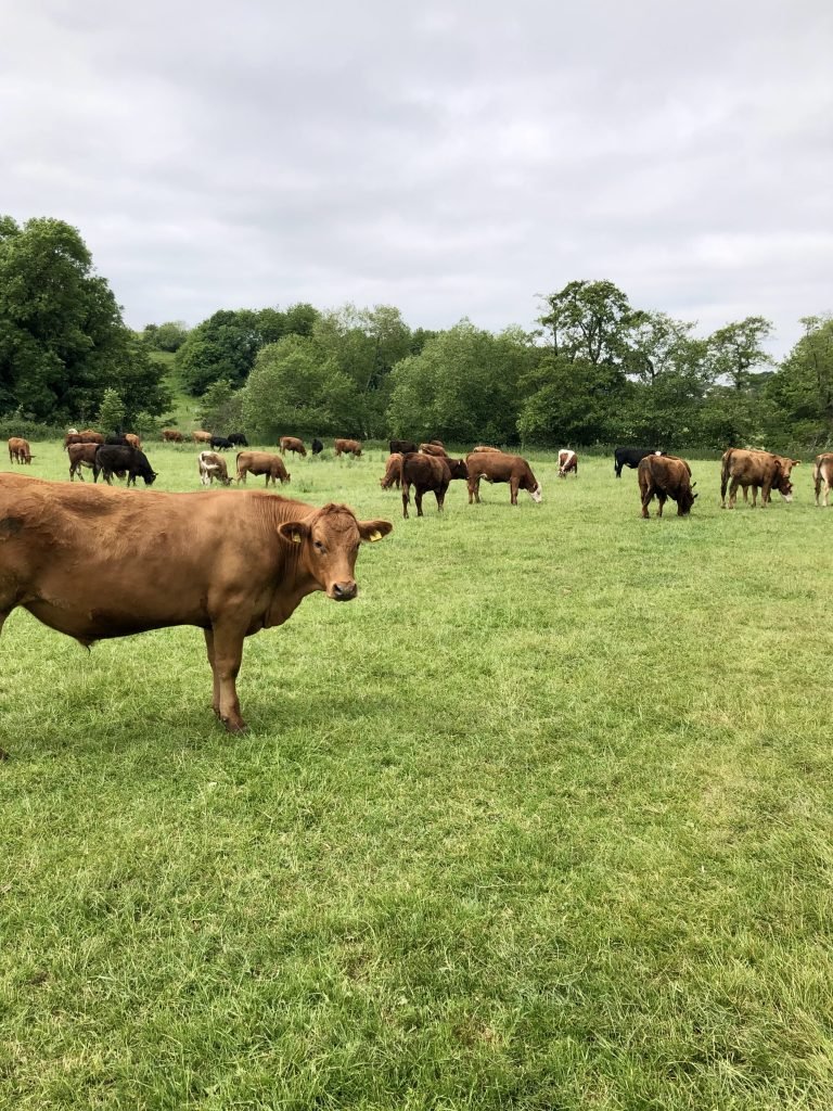 Pensford Viaduct Circular Walk - Somerset Family Adventures
