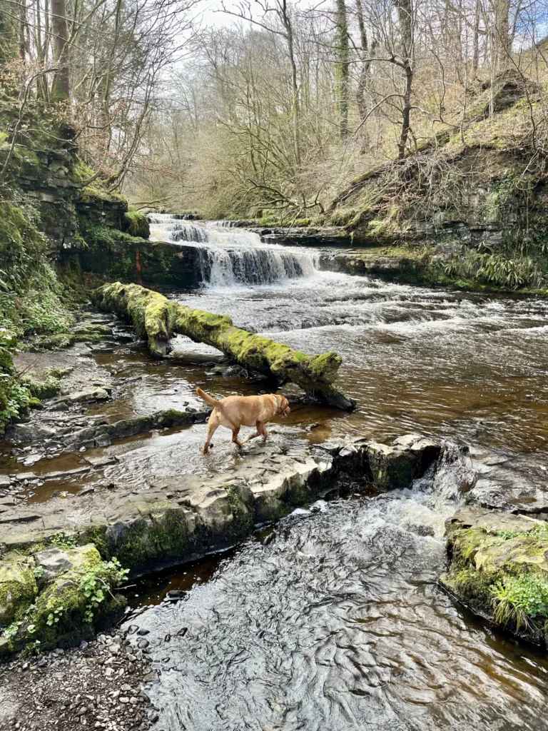 Ayrshire Walks: Lynn Glen Circular Route - Somerset Family Adventures